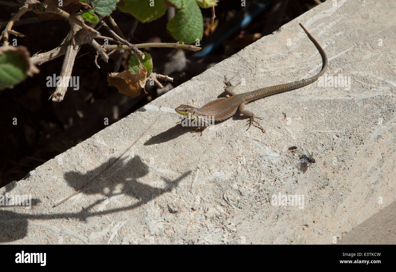 Maltese Wall Lizard High Resolution Stock Photography and Images - Alamy