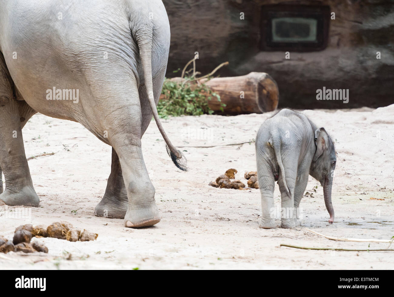 Zurich, Switzerland. 28th June, 2014. The 11-day old elephant baby girl ...