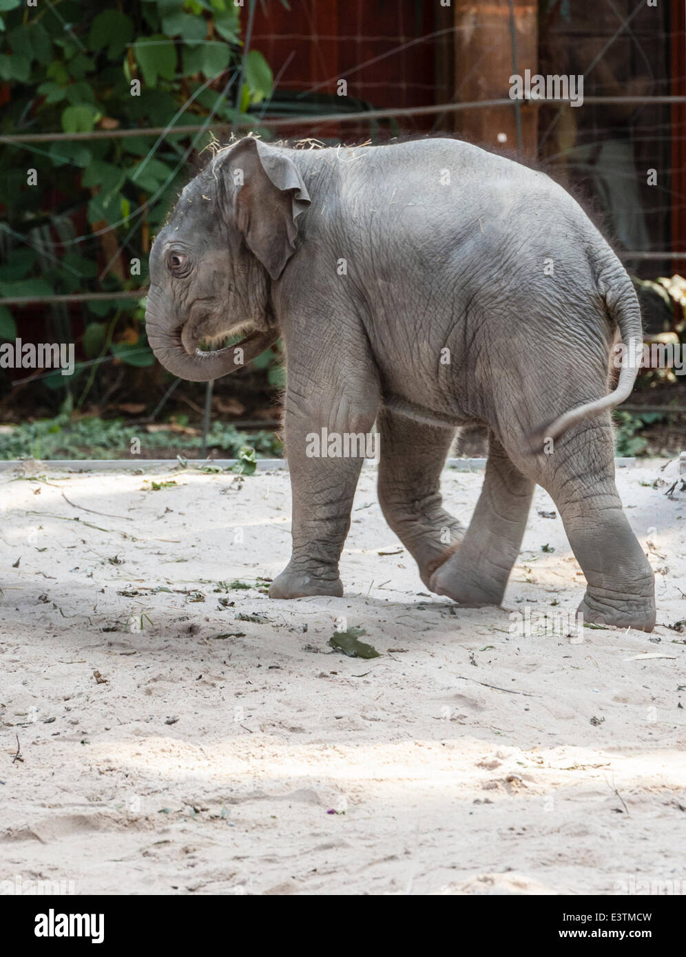 Zurich, Switzerland. 28th June, 2014. The 11-day old elephant baby girl ...