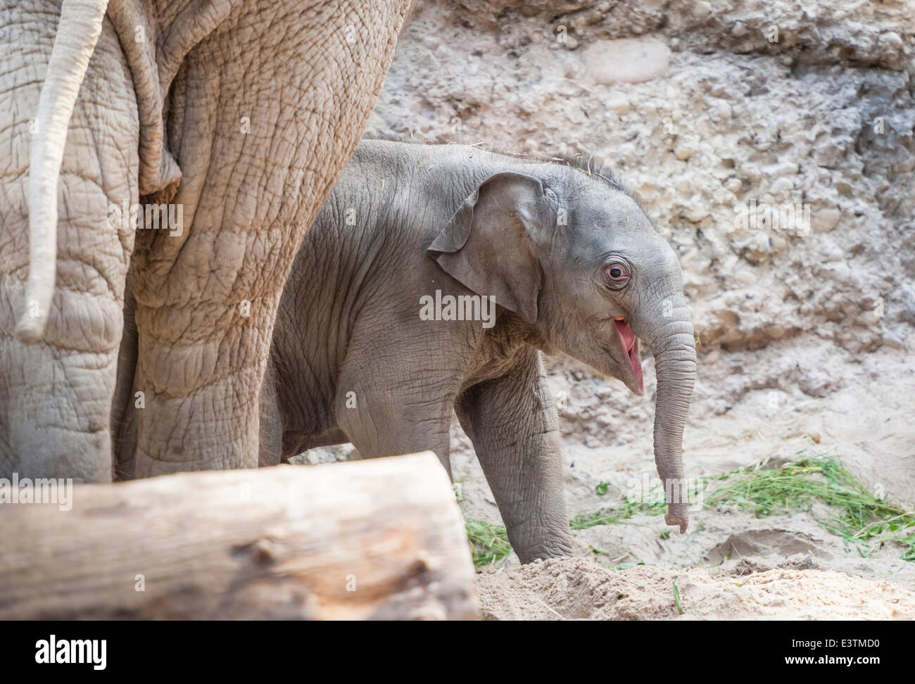 Zurich, Switzerland. 28th June, 2014. The 11-day old elephant baby girl ...