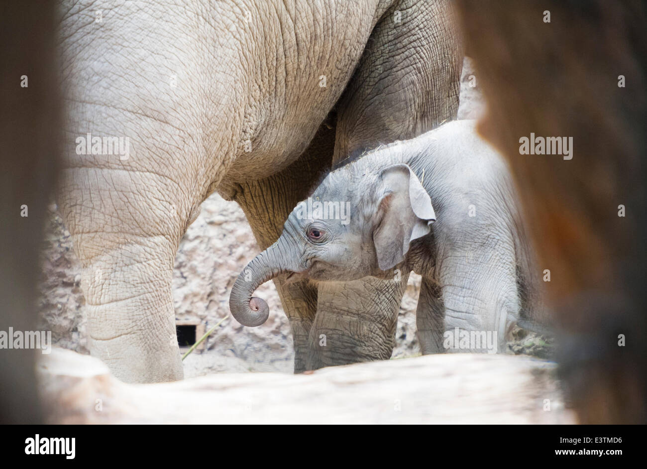 Zurich, Switzerland. 28th June, 2014. The 11-day old elephant baby girl ...