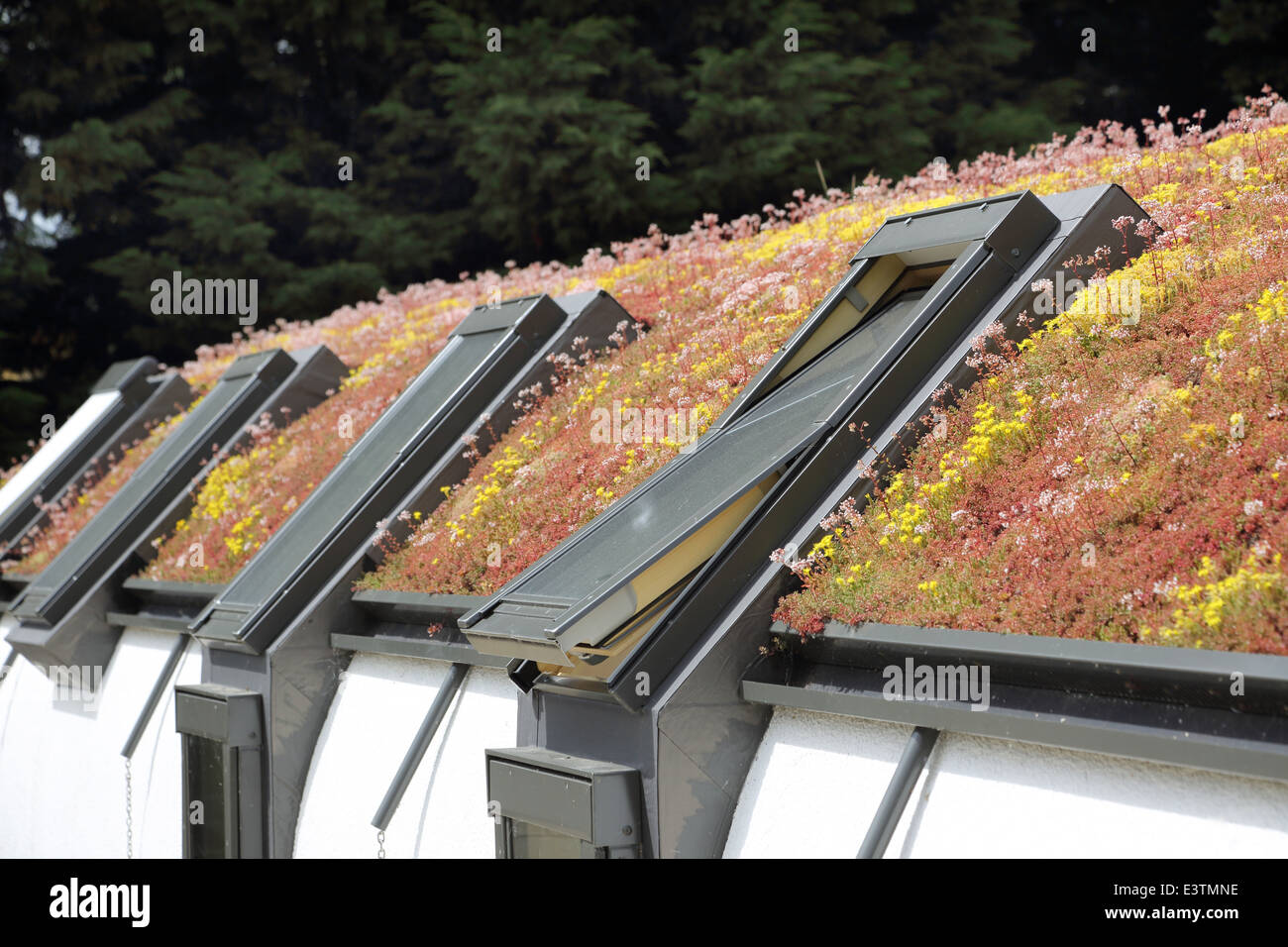 Sedum roof covering hi-res stock photography and images - Alamy