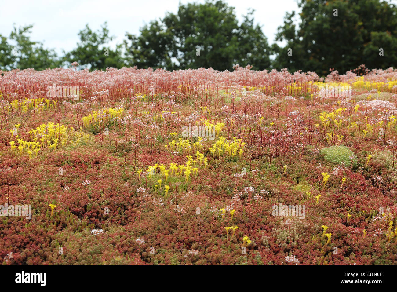 Sedum Roof Texture