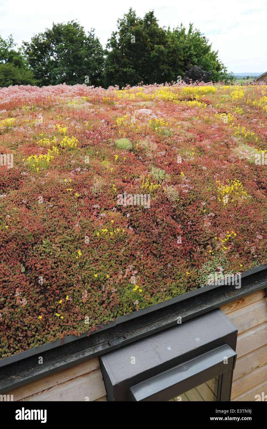 Sedum roof covering hi-res stock photography and images - Alamy