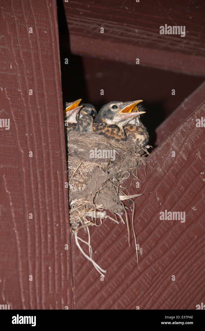 American robin fledglings Stock Photo - Alamy