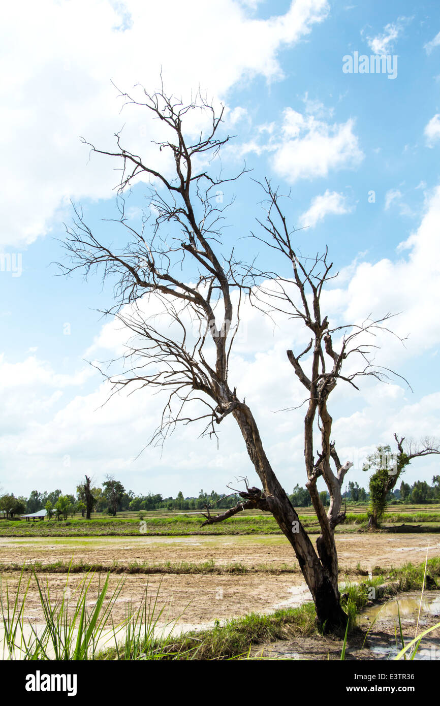 Dead dry tree Stock Photo - Alamy