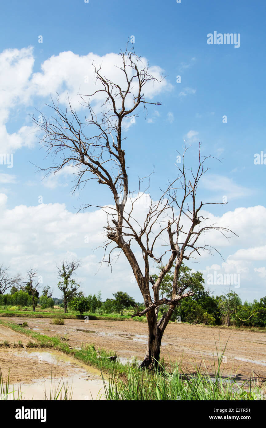 Dead dry tree Stock Photo - Alamy