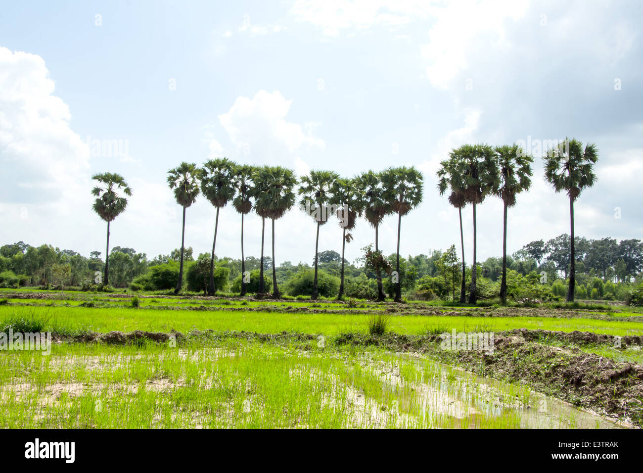 Sugar palm tree with rice field Stock Photo - Alamy