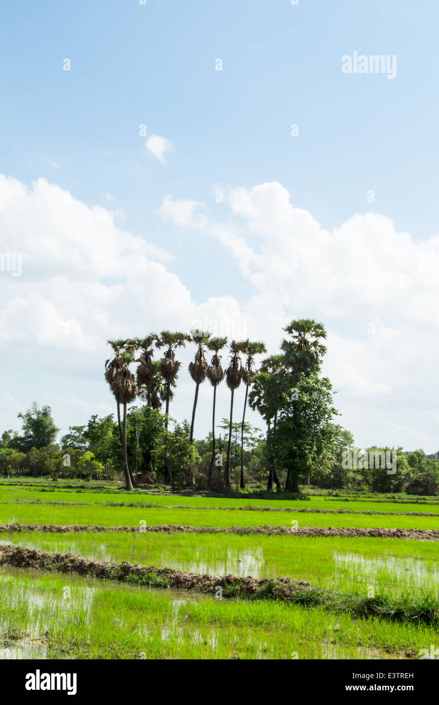 Sugar palm tree with rice field Stock Photo - Alamy