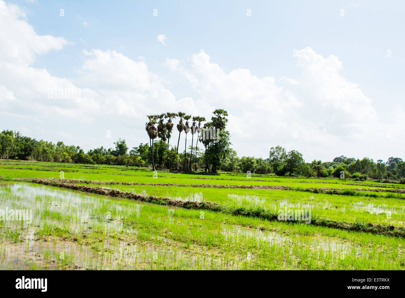 Sugar palm tree with rice field Stock Photo - Alamy