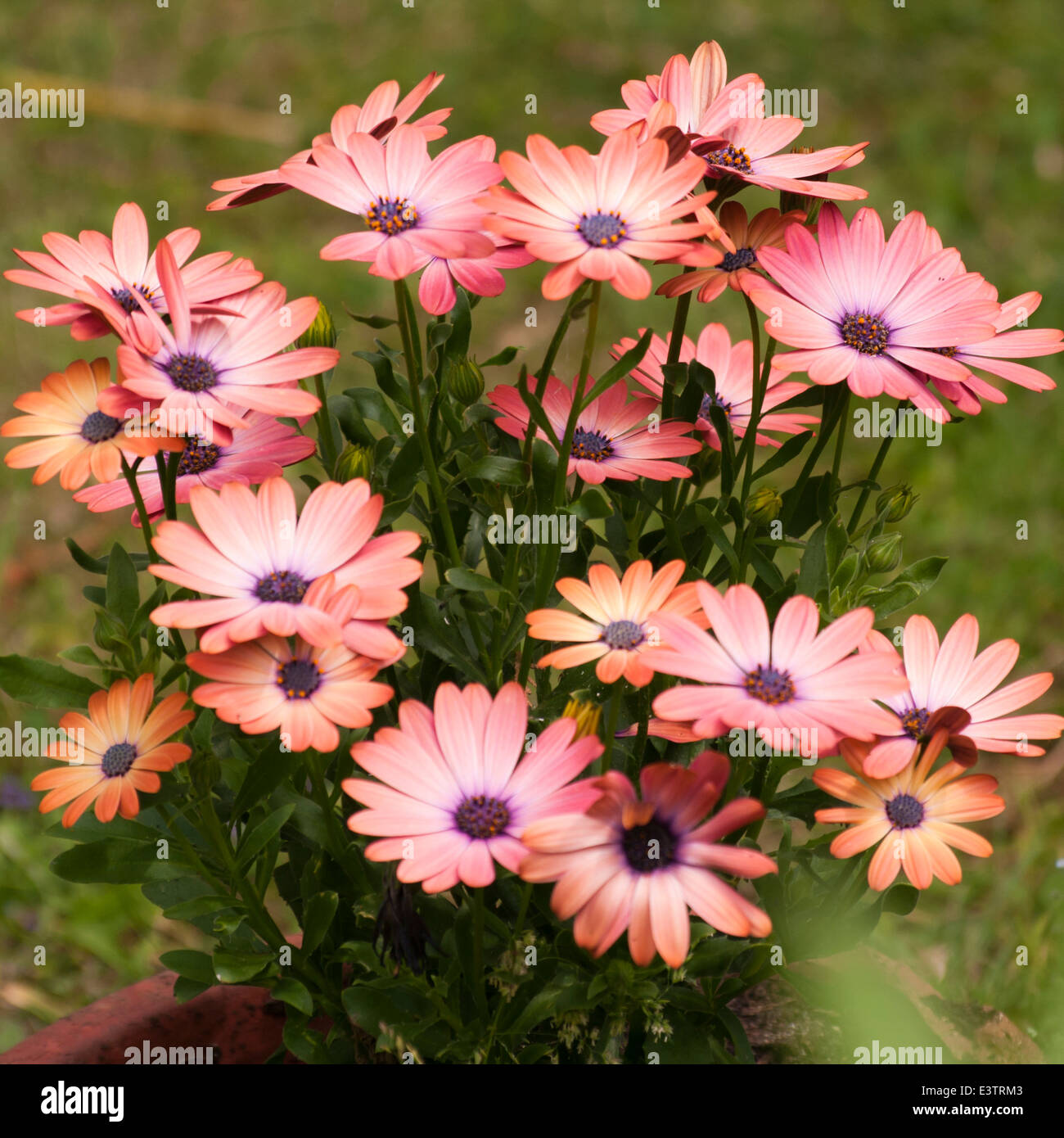 African Daisies Osteospermum Stock Photo - Alamy