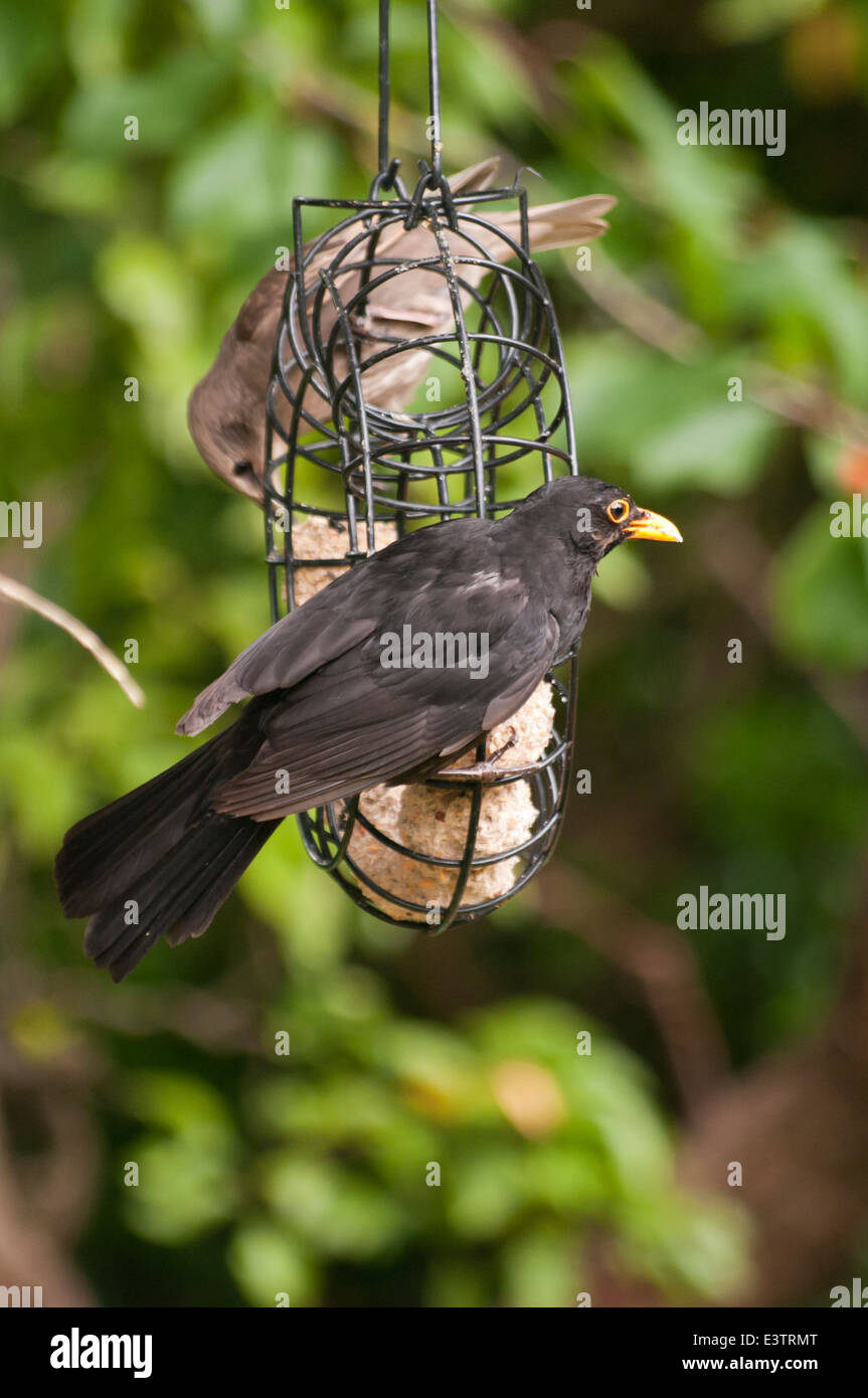 Adult starling feeding juvenille hi-res stock photography and images ...