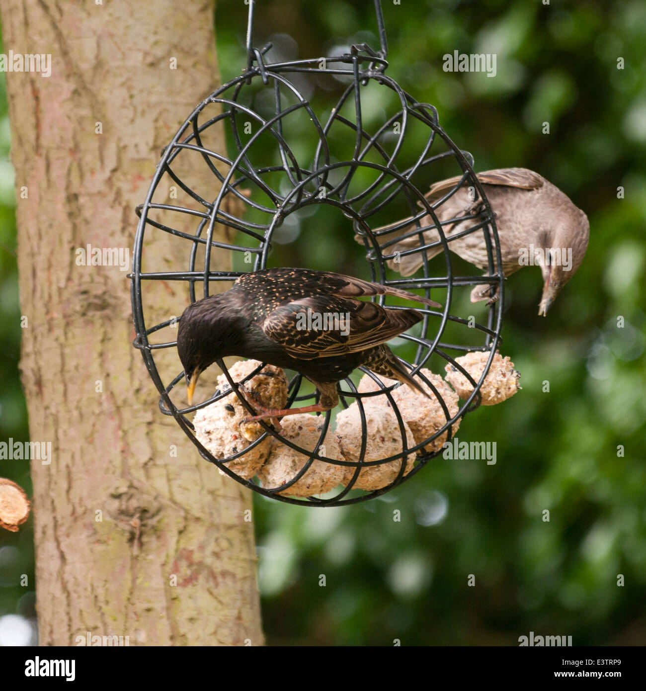 Adult starling feeding juvenille hi-res stock photography and images ...