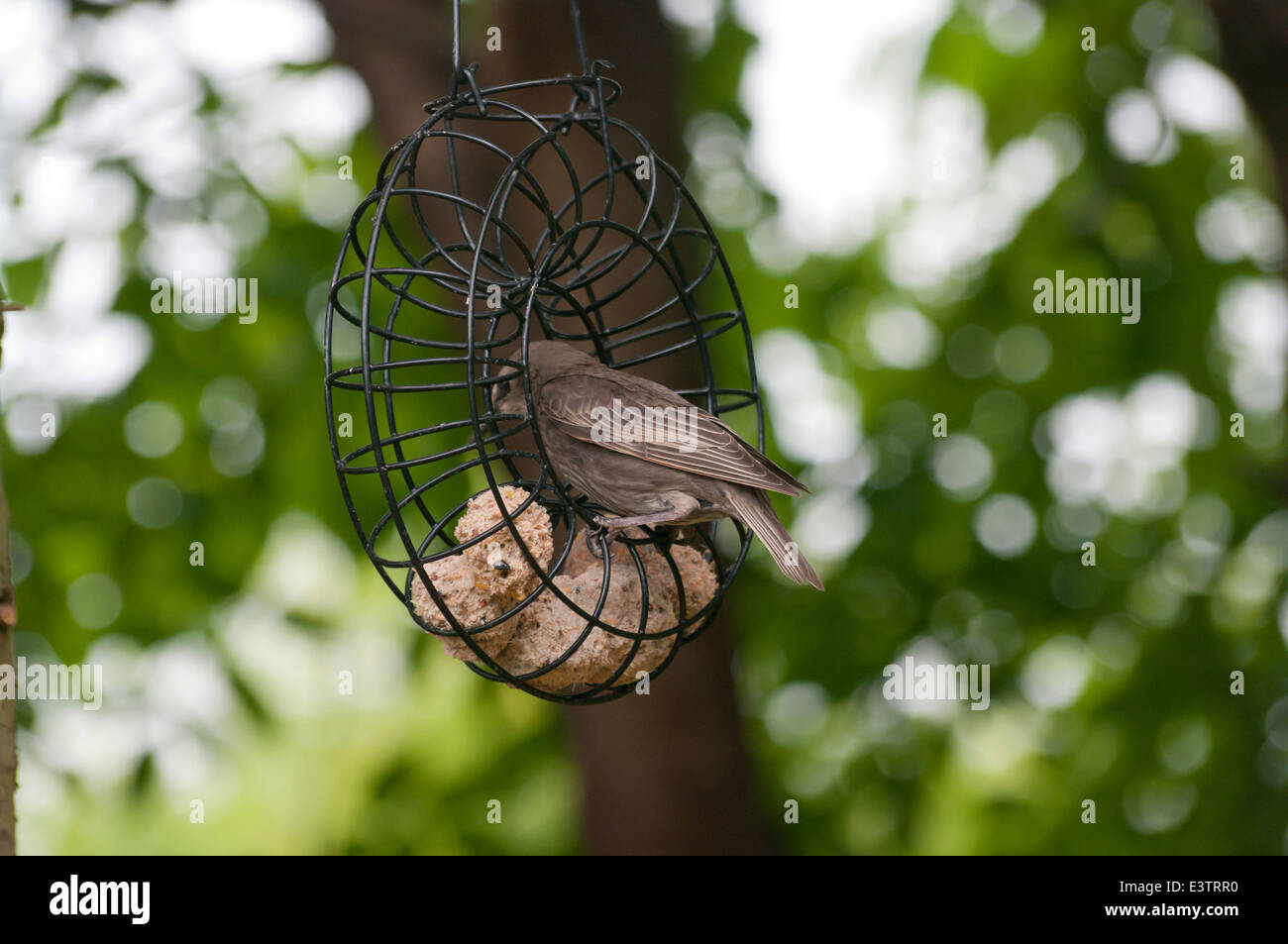 Fat balls britain hi-res stock photography and images - Alamy