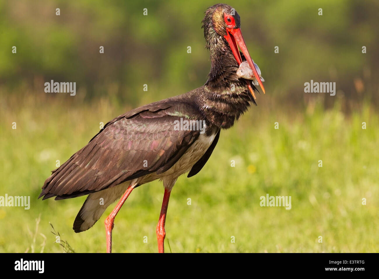 Stork eating frog hi-res stock photography and images - Alamy