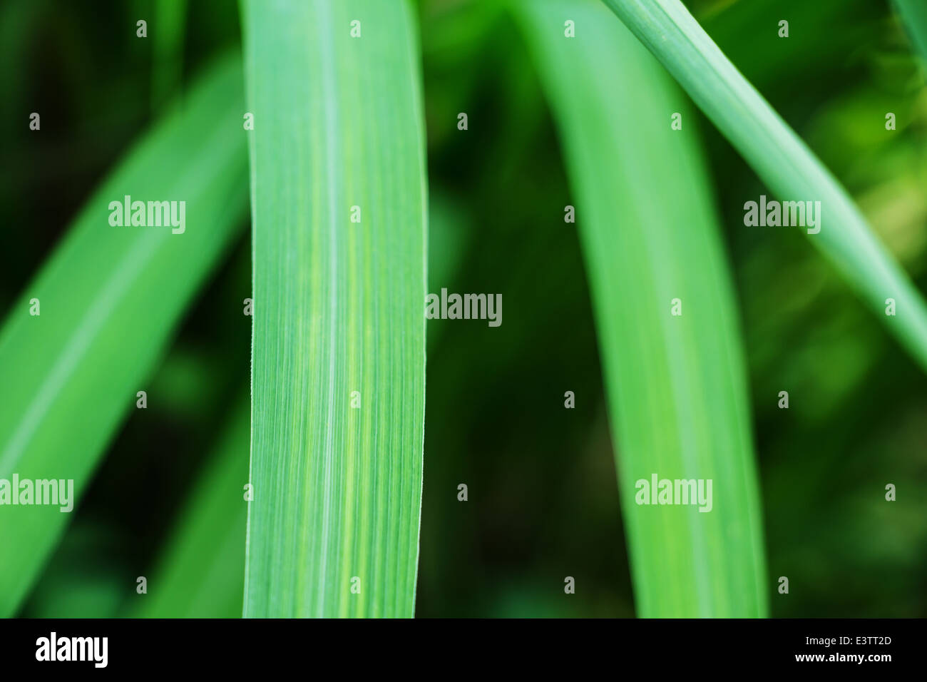 Green grass leaf Stock Photo - Alamy