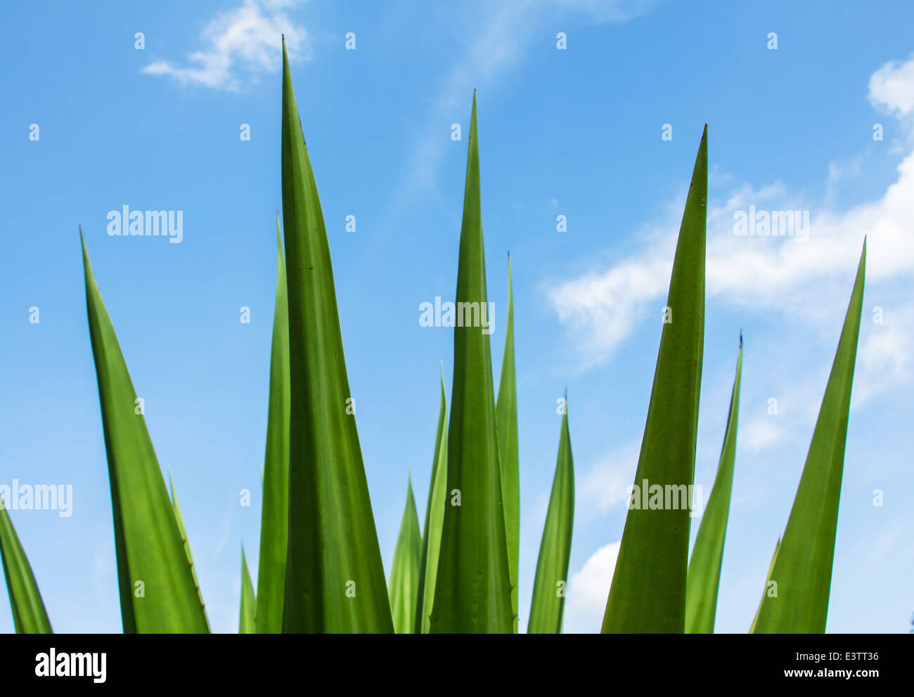 Agave rosette hi-res stock photography and images - Alamy