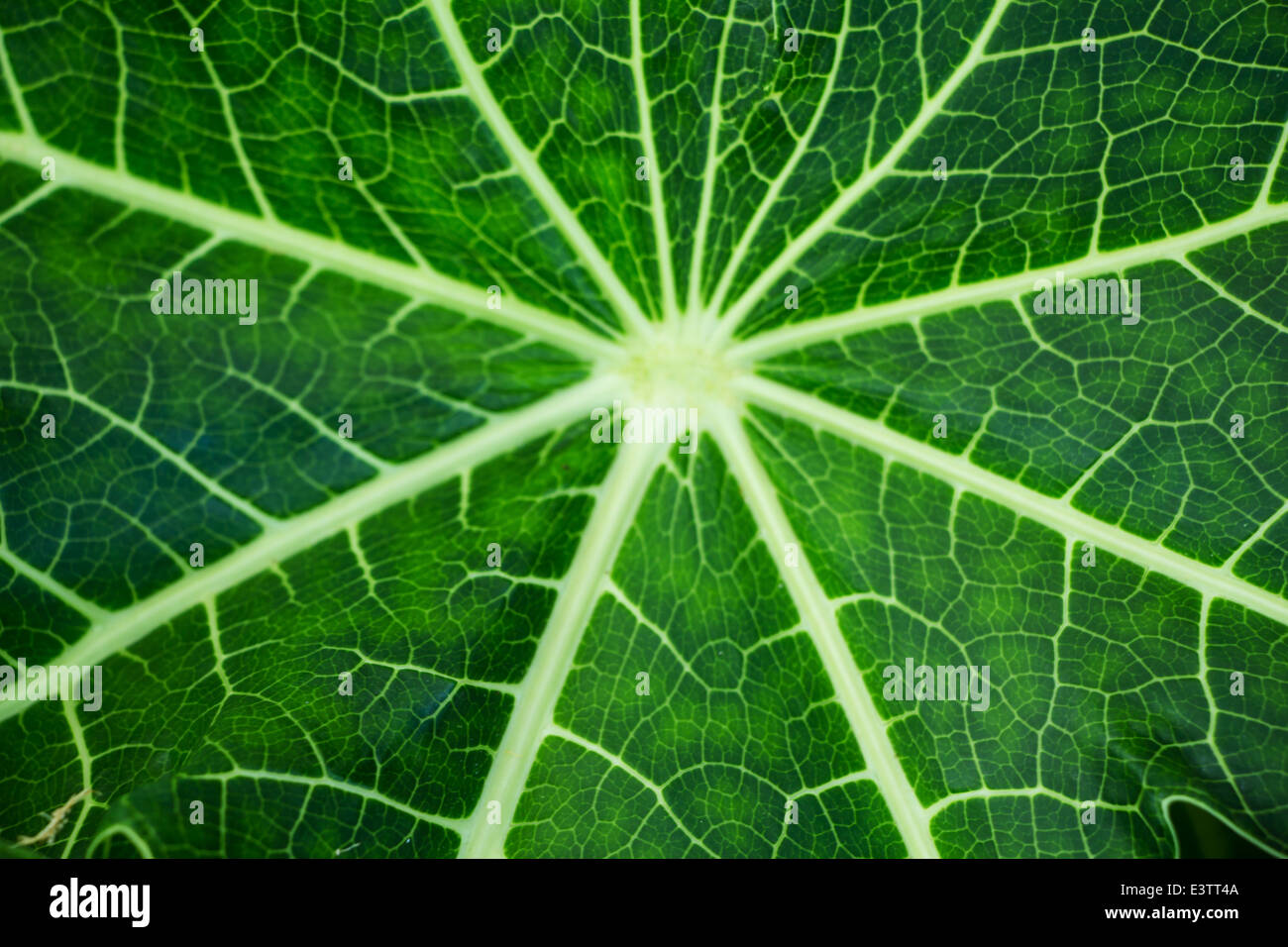 papaya leaf texture Stock Photo - Alamy
