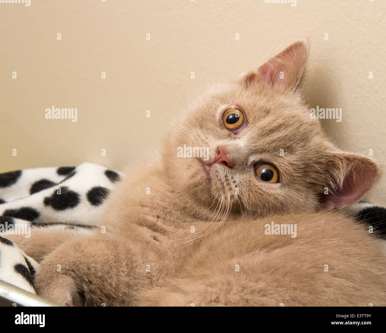A Fawn British Shorthair Kitten Stock Photo - Alamy