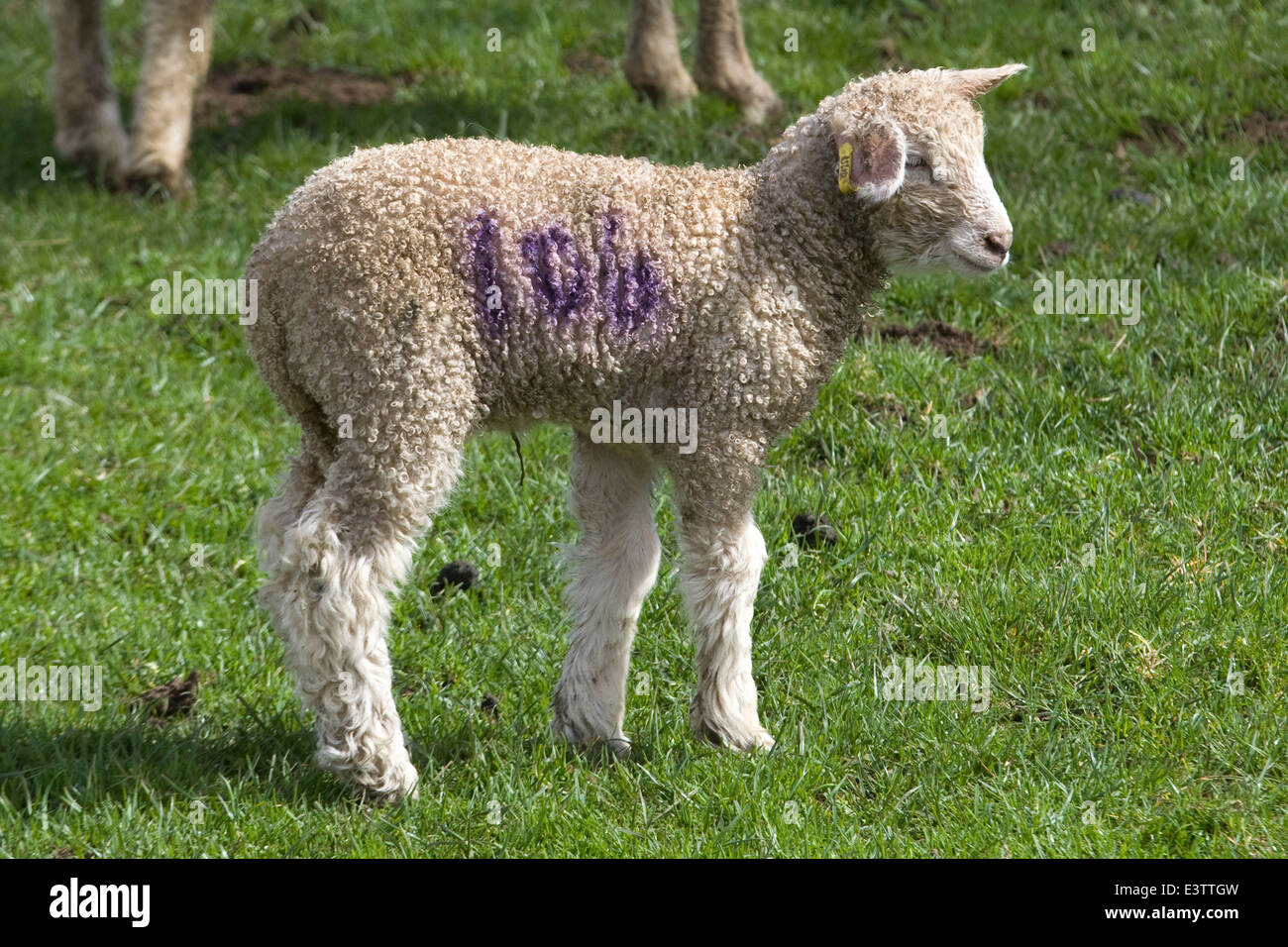 Lamb in a field Stock Photo - Alamy
