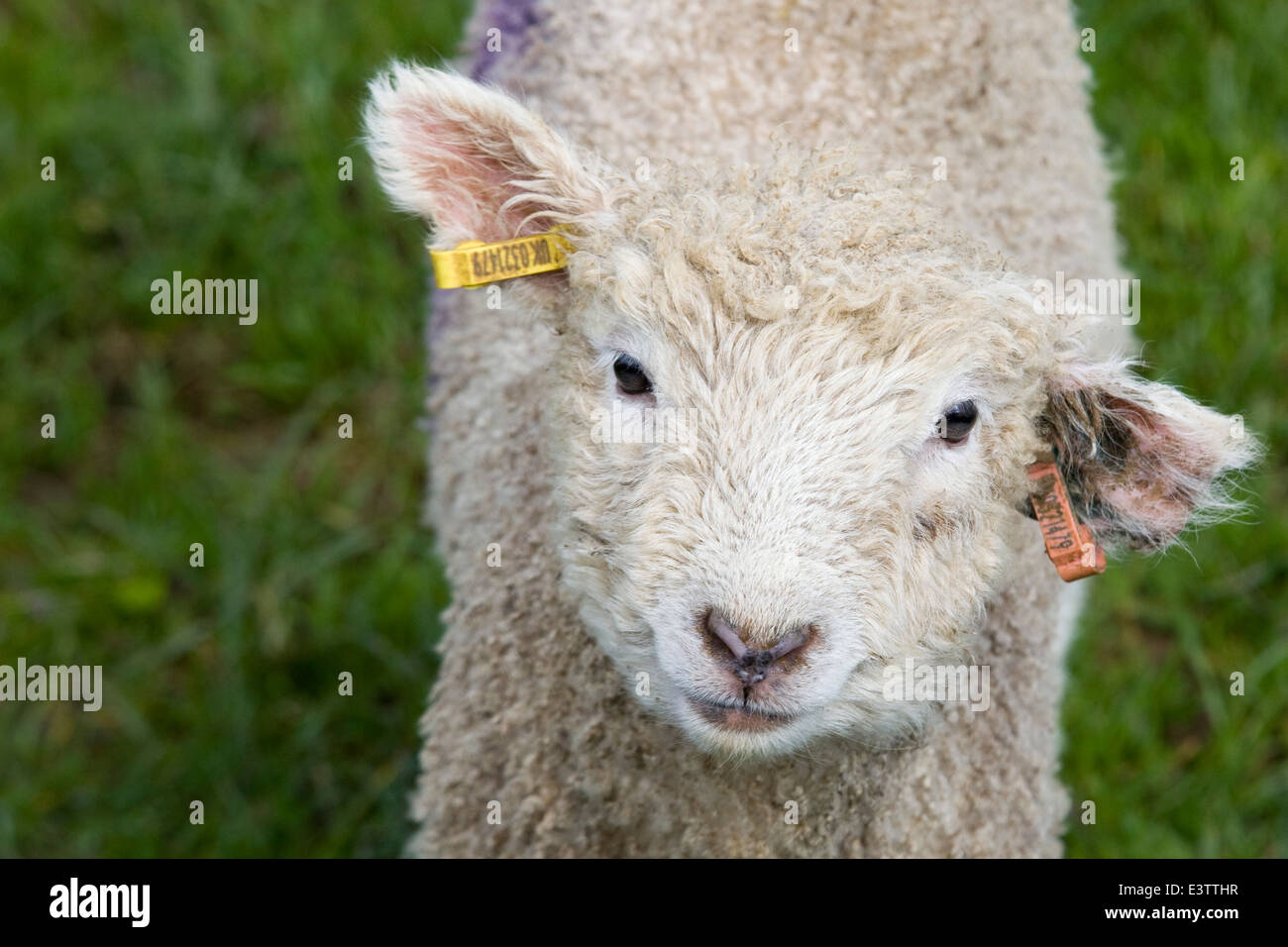Lamb in a field Stock Photo - Alamy