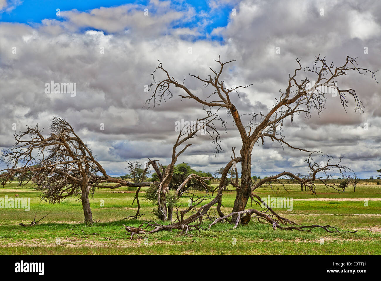 landscape with dead tree in Kgalagadi Transfrontier Park, Kalahari ...