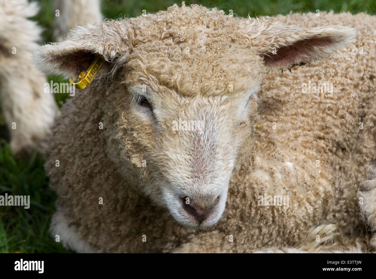 Lambs relaxing in the sun in a meadow Stock Photo - Alamy