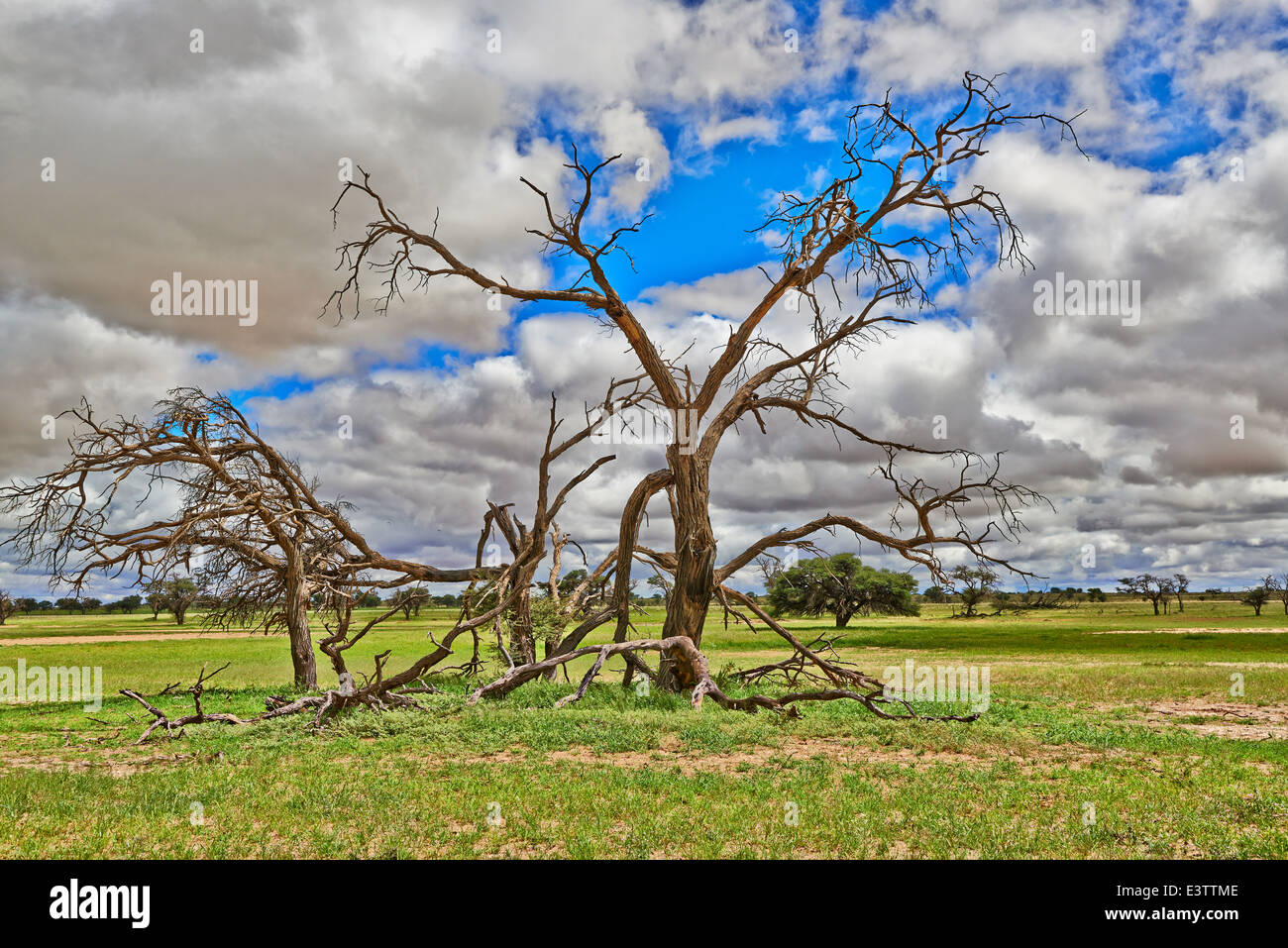 Kalahari tree hi-res stock photography and images - Alamy