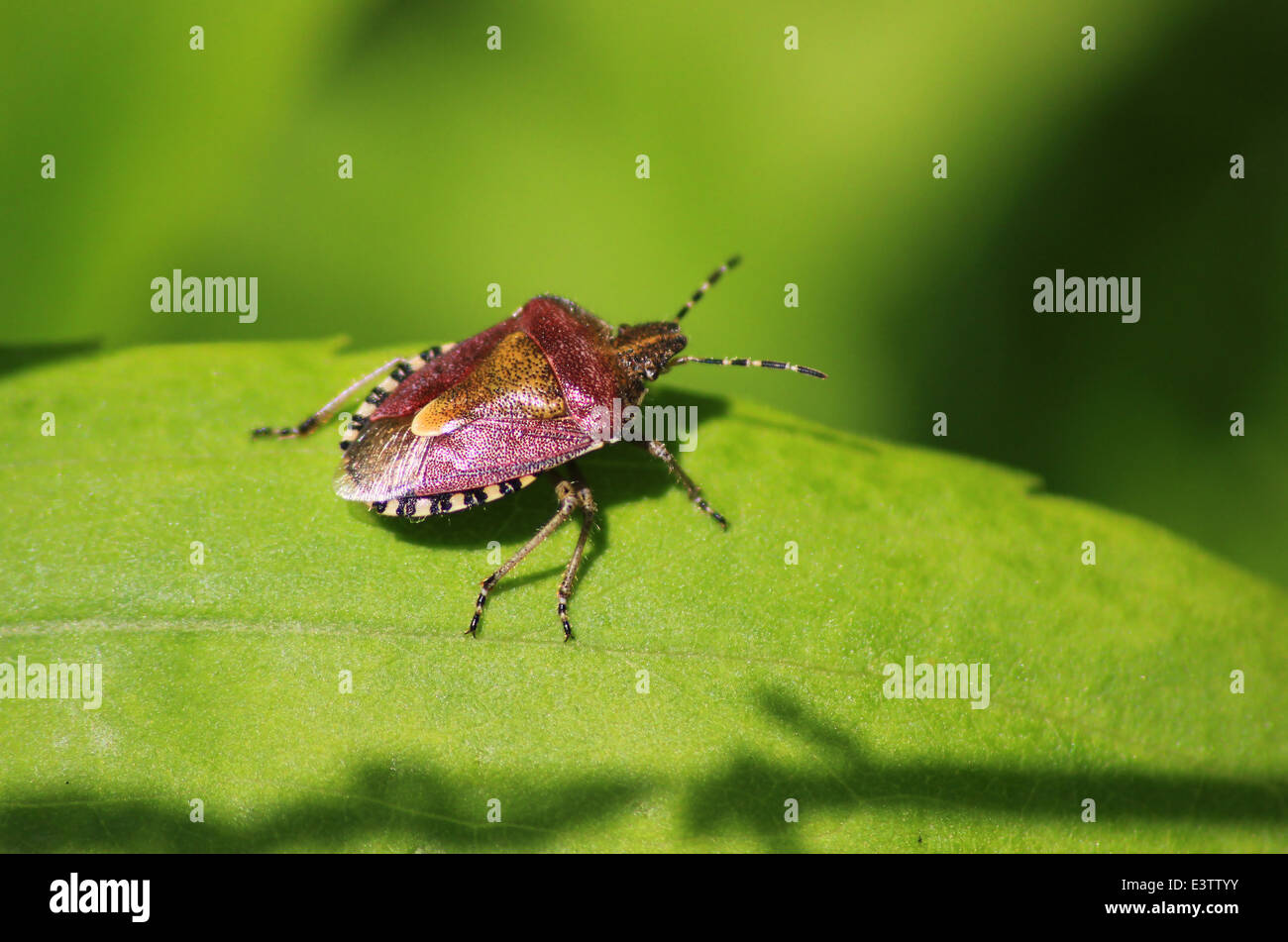 Forest shield bug Stock Photo - Alamy