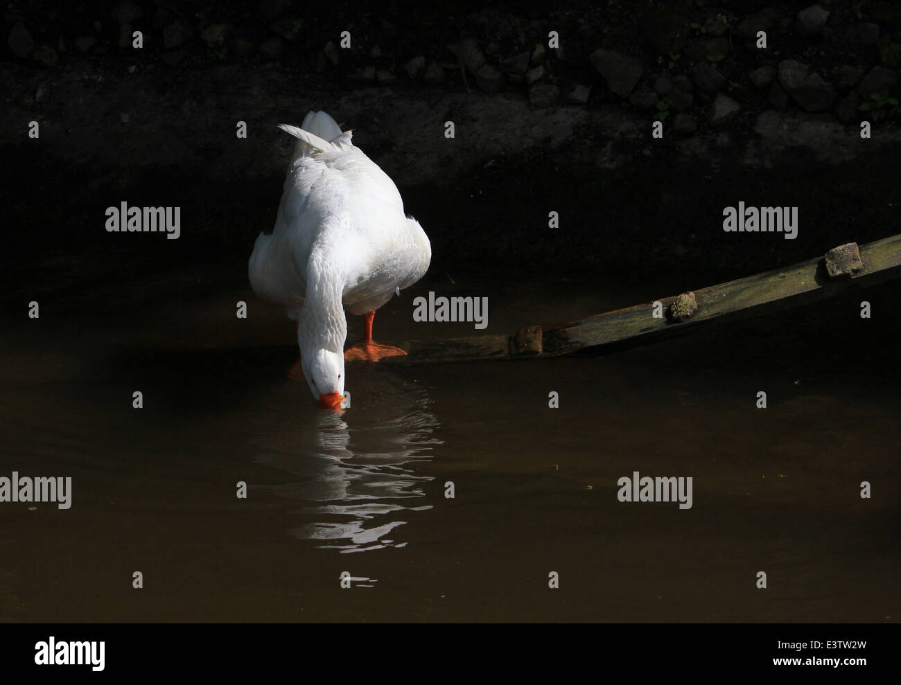 Domestic goose drinking from Llangollen Canal Stock Photo - Alamy