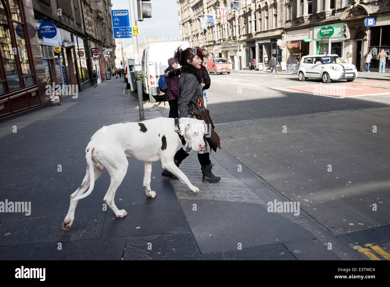 A woman walks with her Great Dane in Edinburgh Stock Photo - Alamy