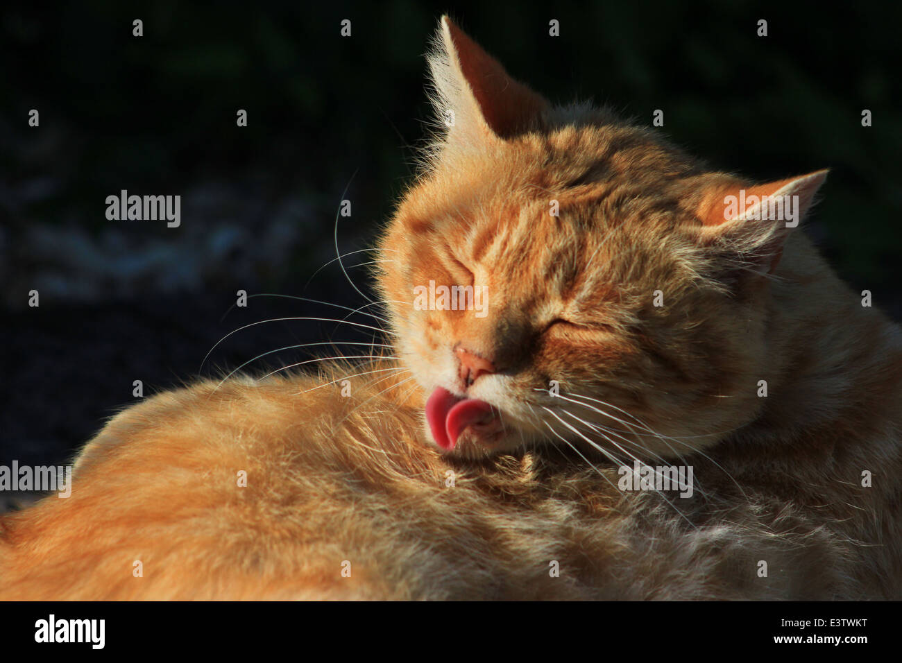Ginger cat licking fur on garden path Stock Photo - Alamy