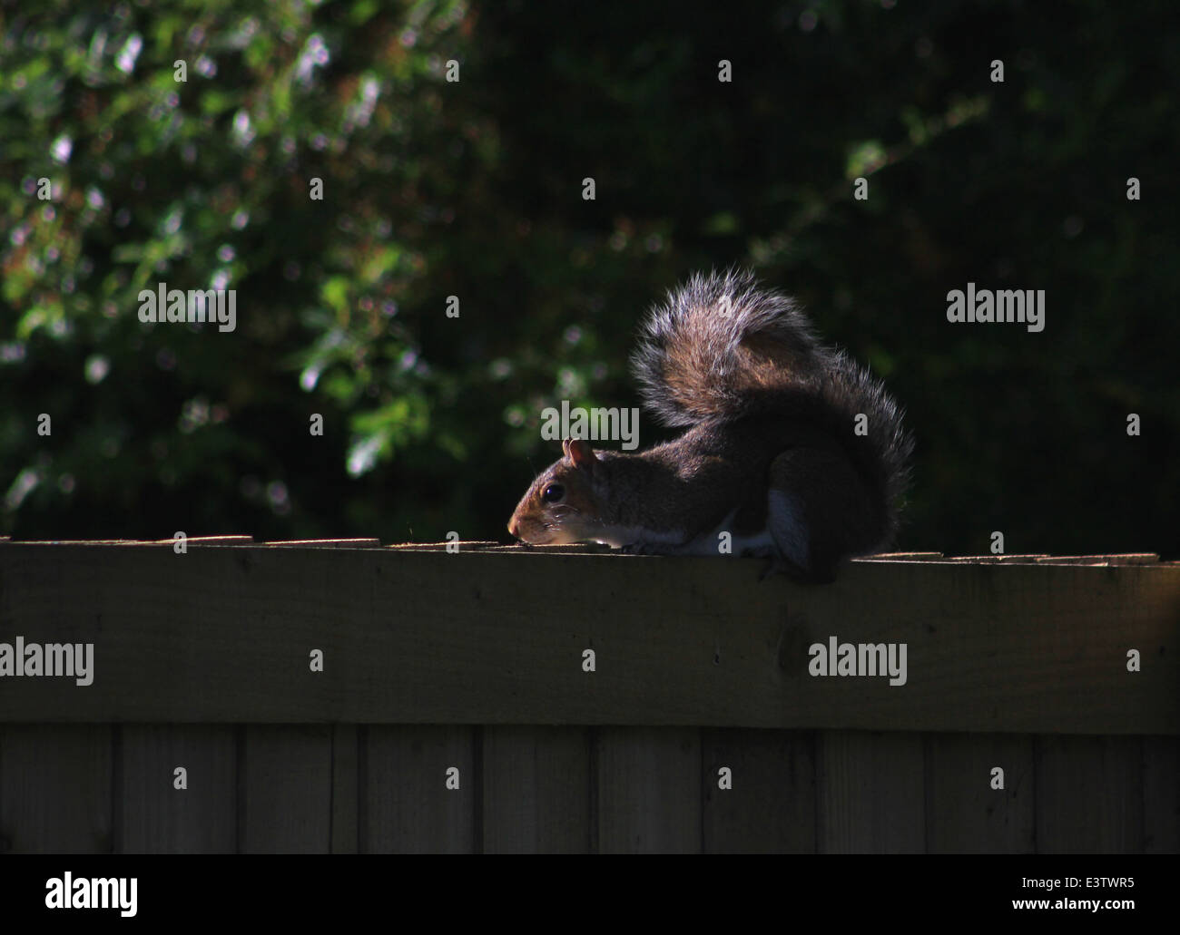 Grey garden fence hi-res stock photography and images - Alamy