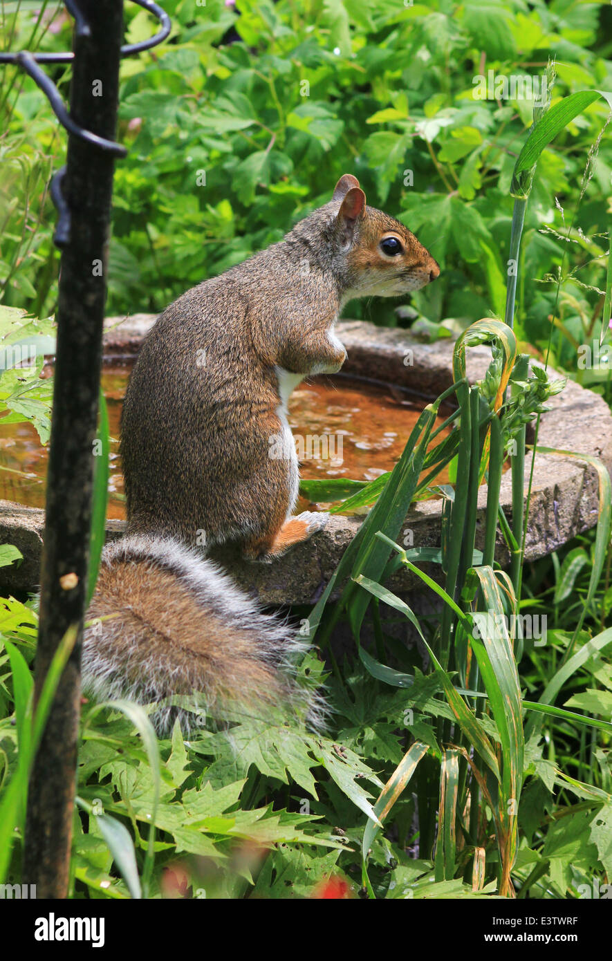 Grey squirrel sat on birdbath Stock Photo - Alamy