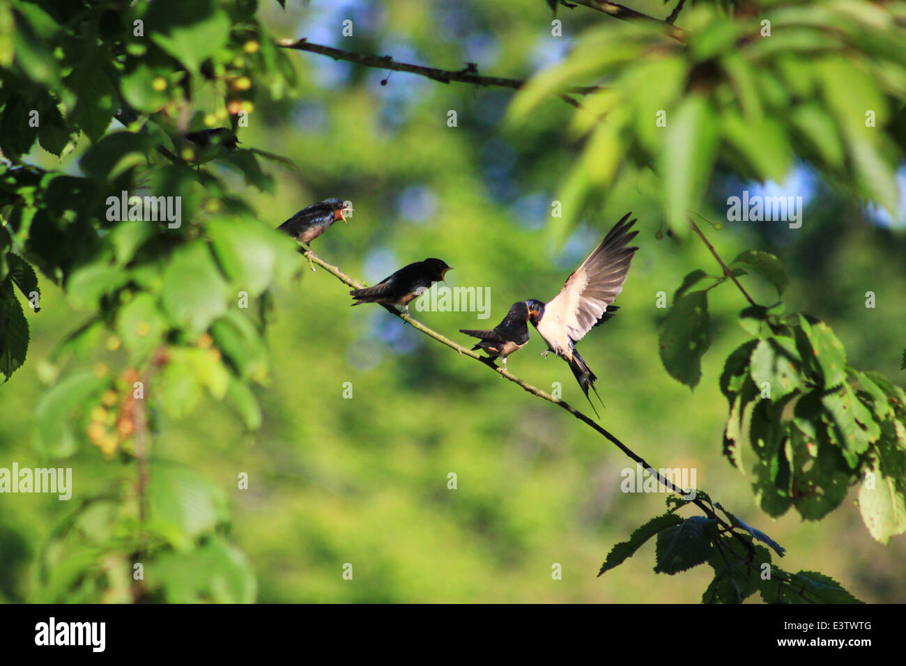 The dinner queue Stock Photo - Alamy
