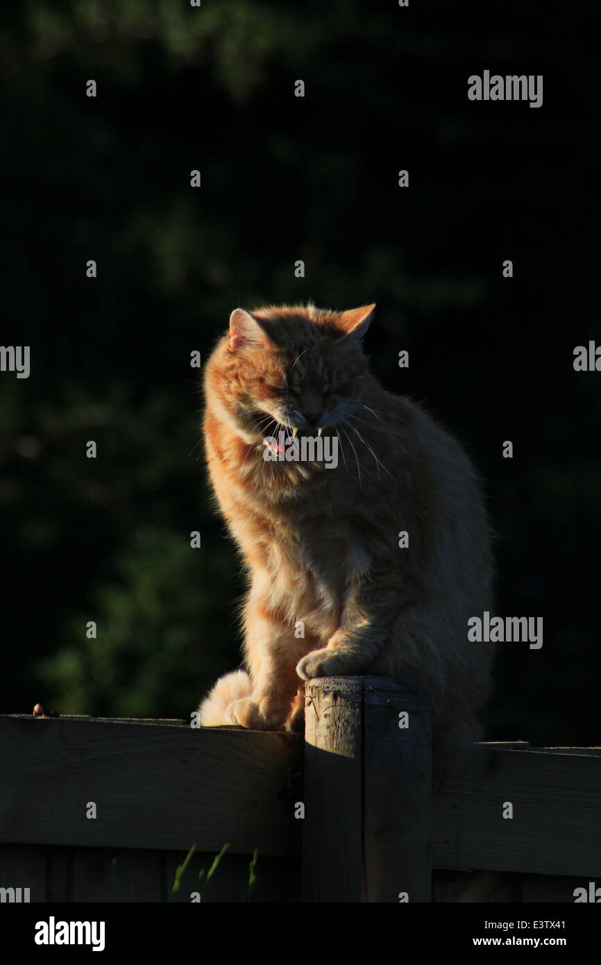 Snarling cat hi-res stock photography and images - Alamy