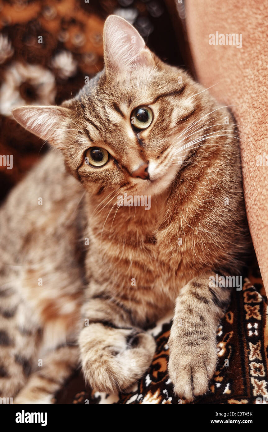 Portrait of Large adult cute tabby cat Stock Photo - Alamy