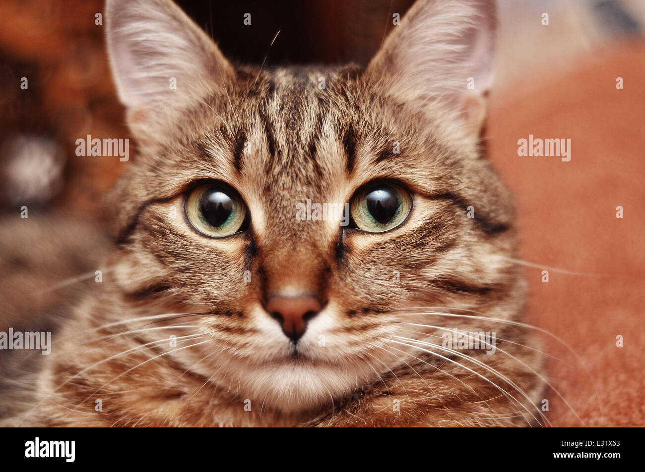 Adult tabby cat playing hi-res stock photography and images - Alamy
