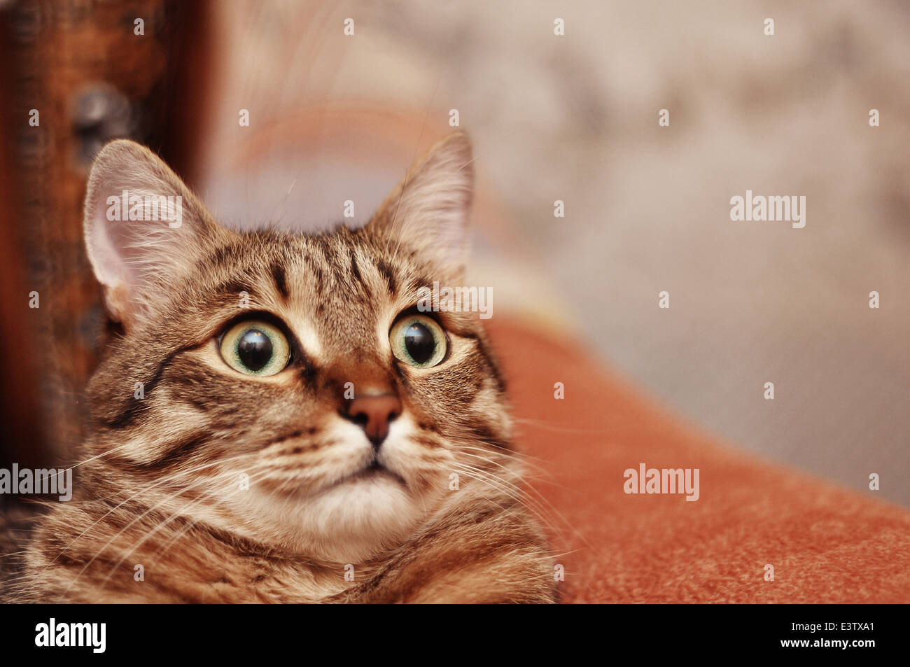 Surprised kitty face hi-res stock photography and images - Alamy
