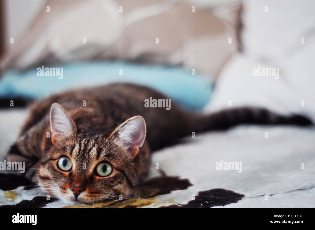 Large adult tabby cat on the bed Stock Photo - Alamy