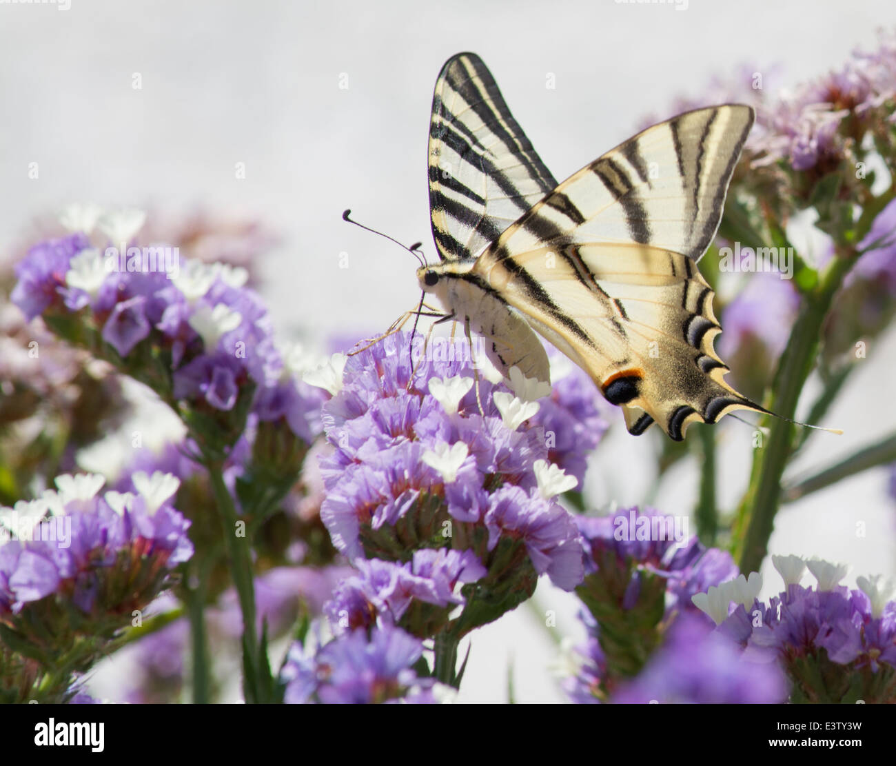 Butterfly feeding on violet flower hi-res stock photography and images ...