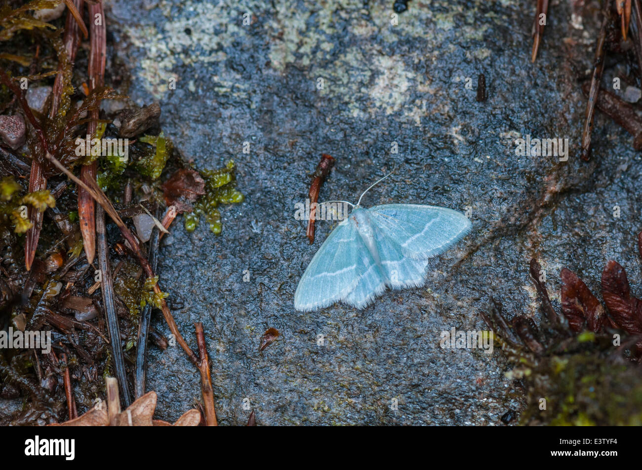 Moth Light High Resolution Stock Photography and Images - Alamy