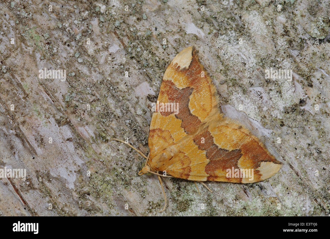 The Barred yellow moth - Cidaria fulvata Stock Photo - Alamy