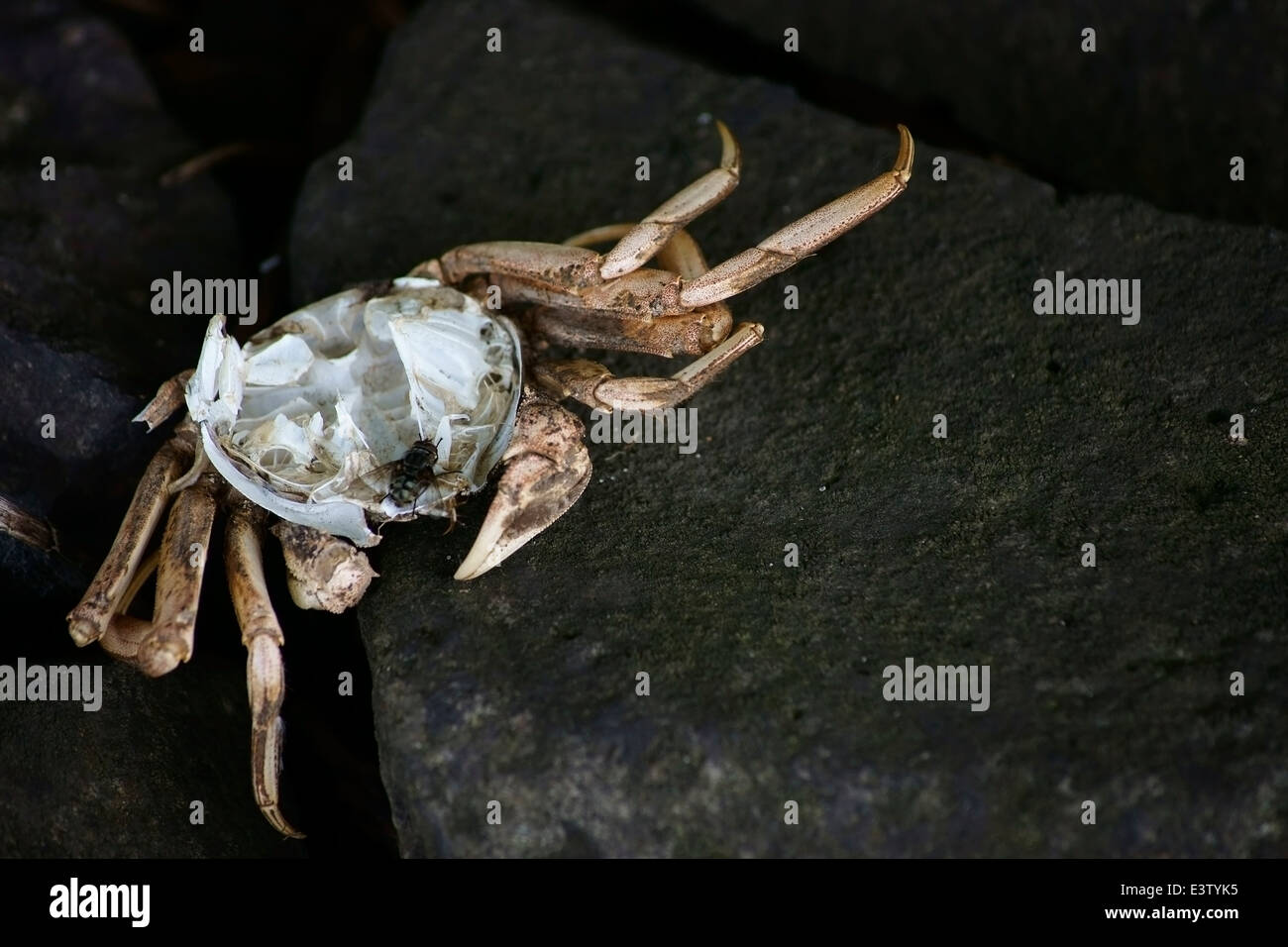 Skeleton crab hi-res stock photography and images - Alamy