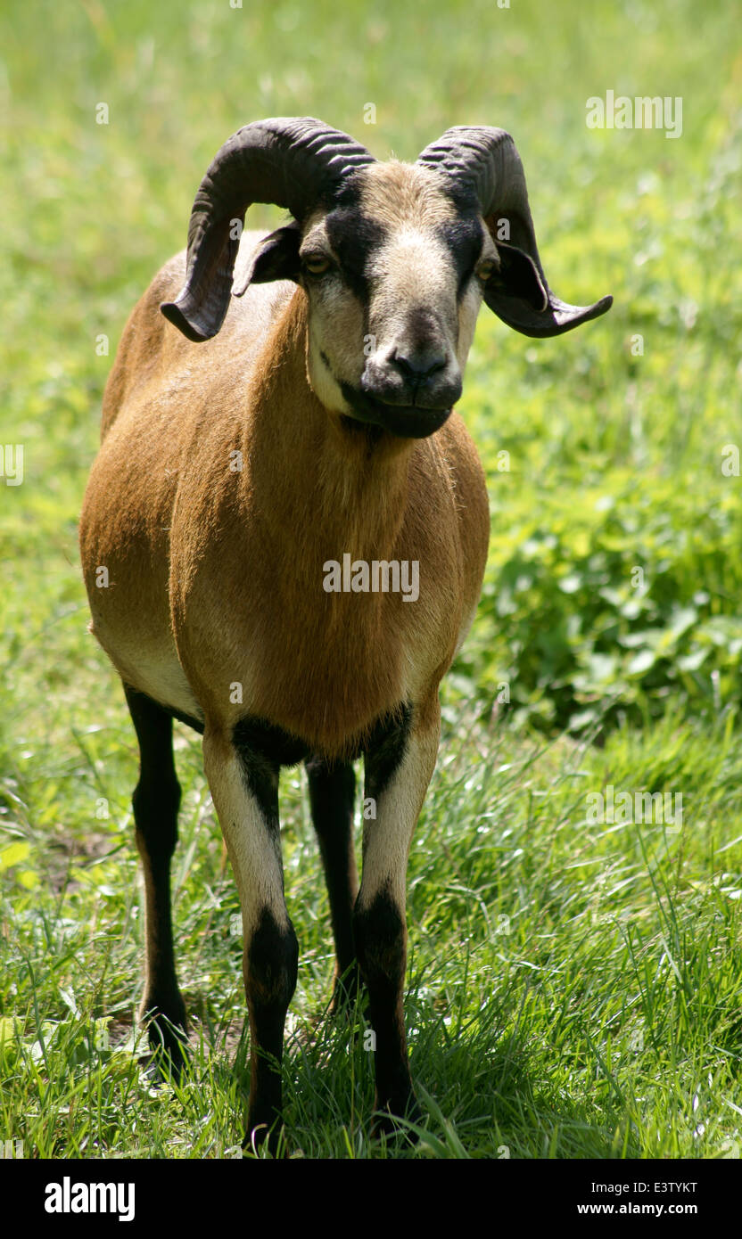 Goat pet hi-res stock photography and images - Alamy