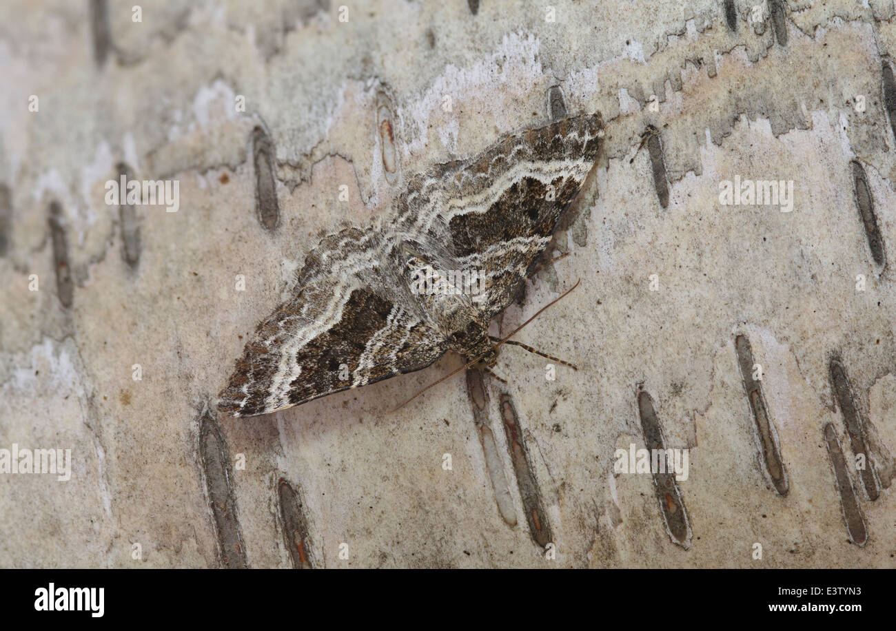 Carpet moth hi-res stock photography and images - Alamy