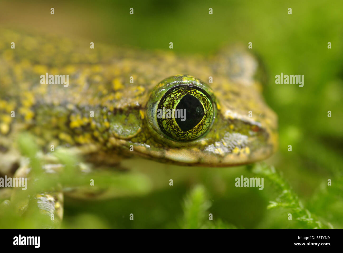 Peacock Frogs High Resolution Stock Photography and Images - Alamy