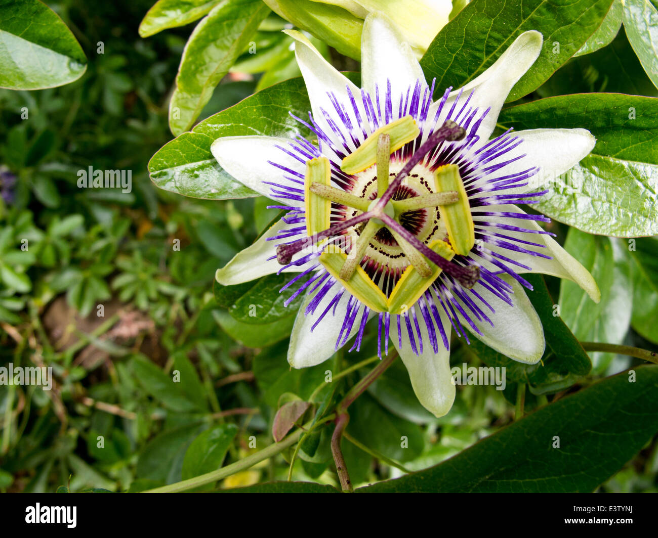 An image of the beautiful flower Passiflora Caerulea also known as the ...
