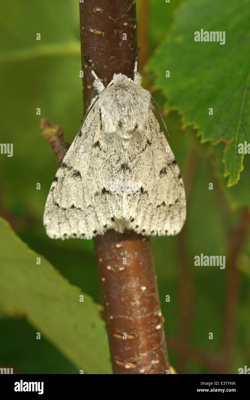 The miller - Acronicta leporina Stock Photo - Alamy