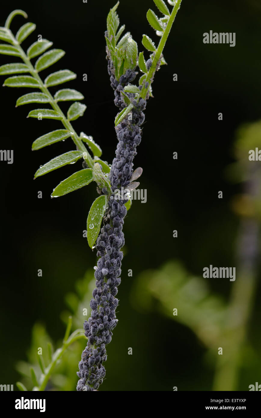 Lice, probably the black bean aphid (Aphis fabae) on Bush vetch (Vicia ...